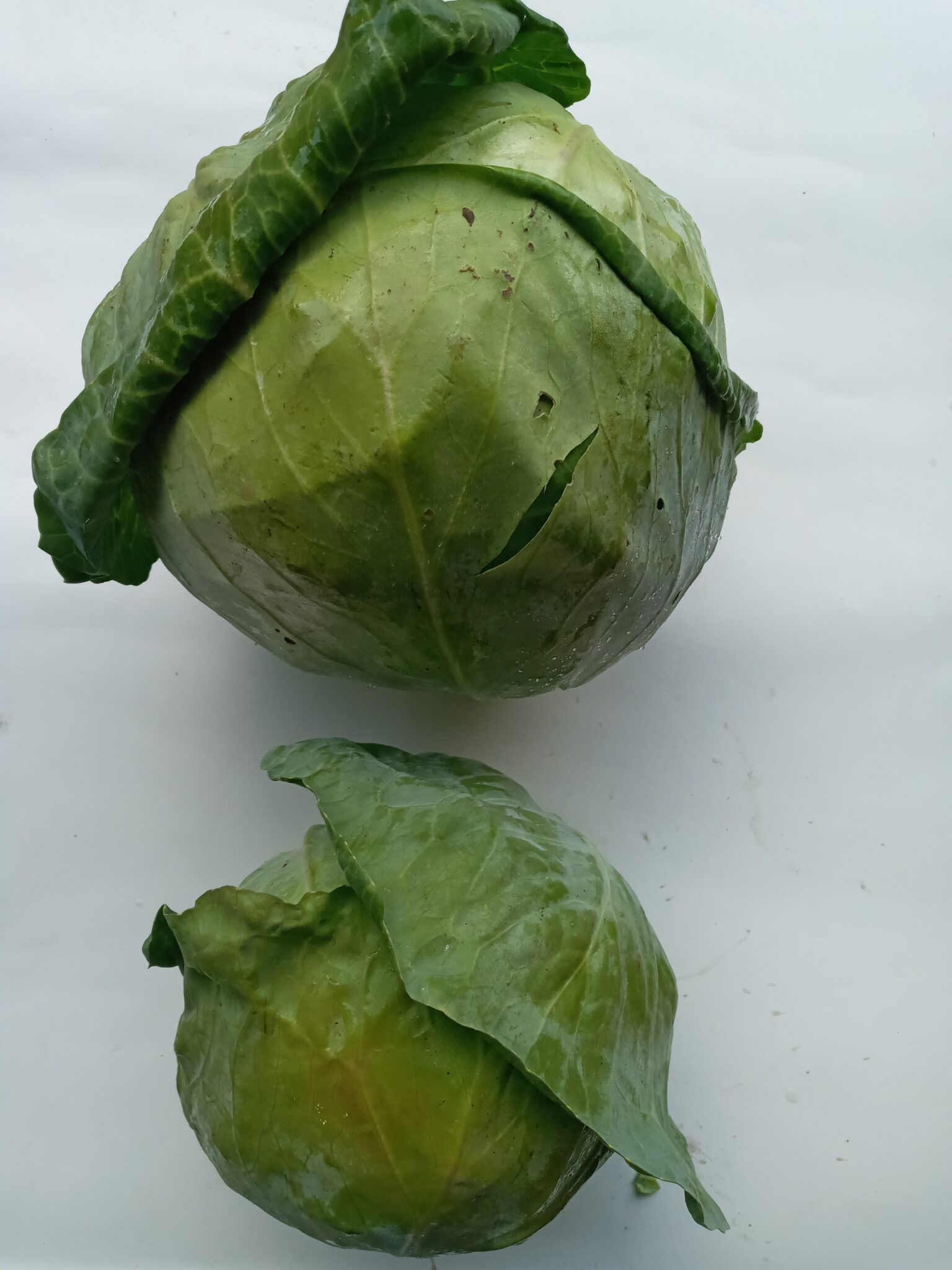Winter Cabbage | Fleetwood Farms | Fresh Ontario Apples and Vegetables ...